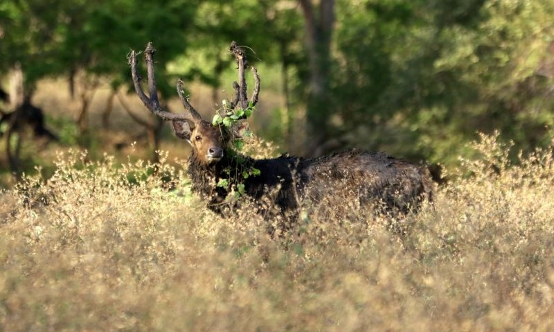 Satwa Liar Bermunculan Di Taman Nasional