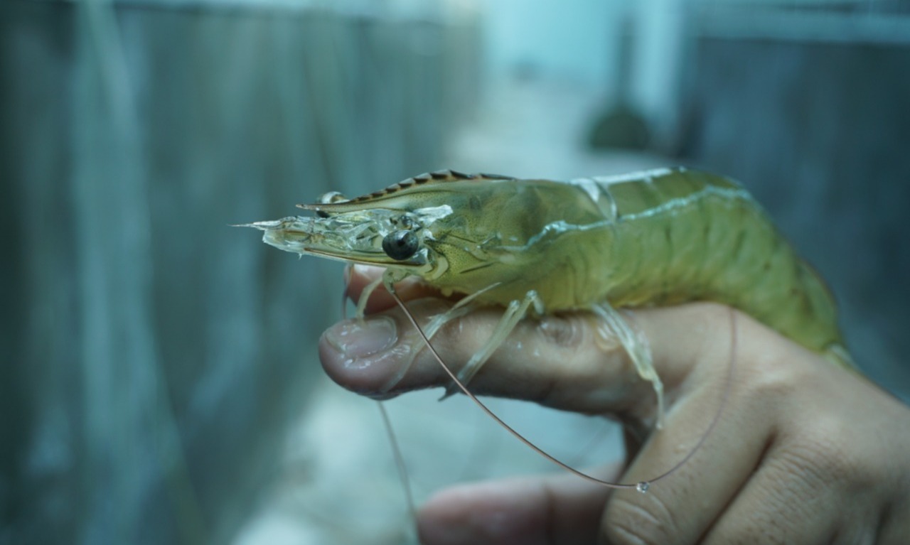 Pemerintah Pacu Diversifikasi Produk Olahan Ikan-Rumput Laut