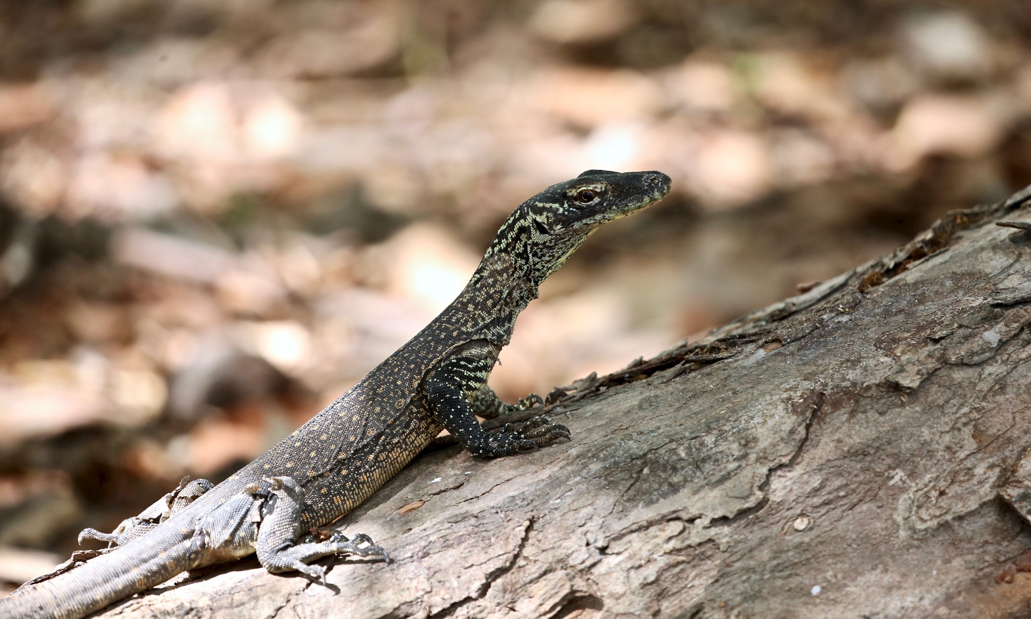 Enam Bayi Komodo Lahir Di Kebun Binatang Amerika Serikat