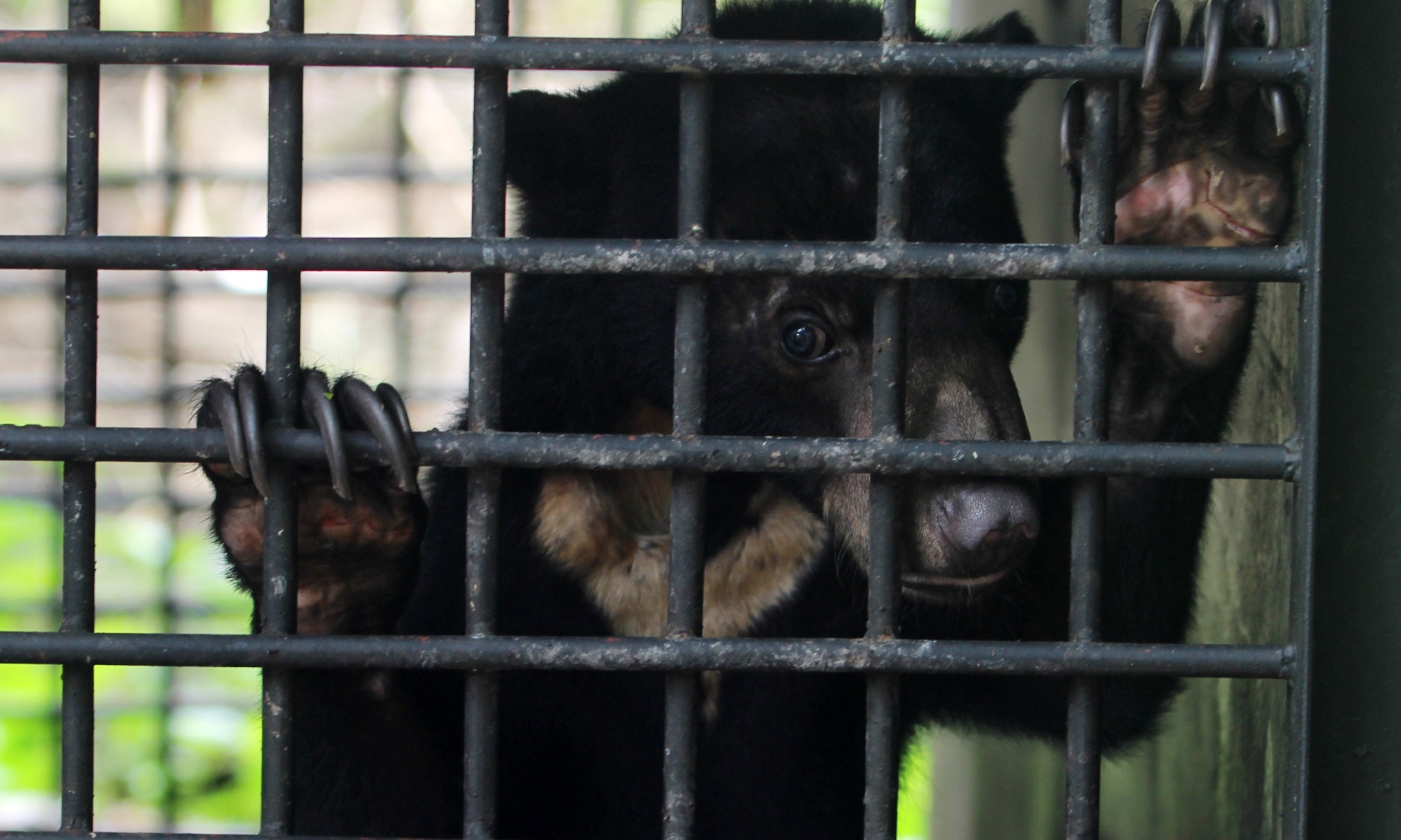 KLHK Awasi Perdagangan Online Satwa Dilindungi