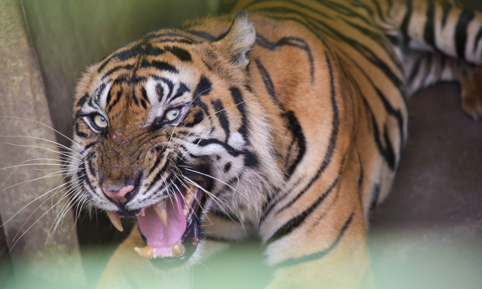 Pembalakan Liar Percepat Kepunahan Harimau Sumatera