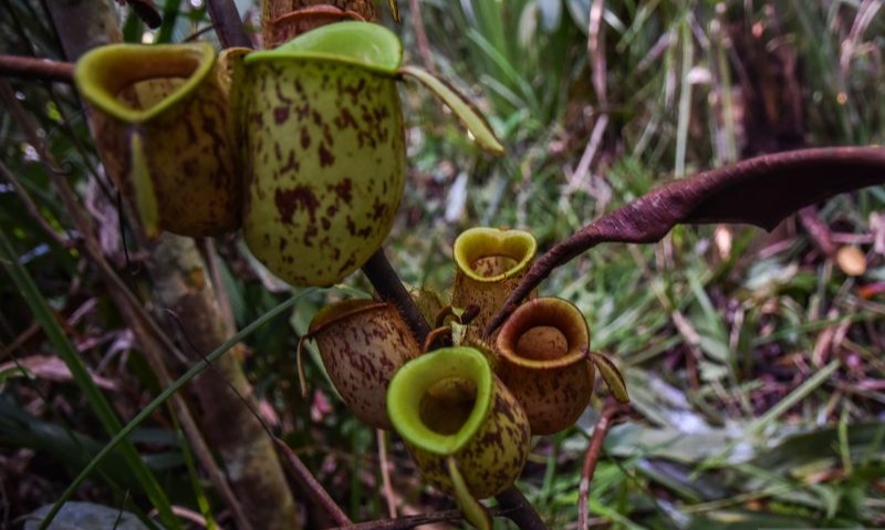 Empat Tanaman Endemik Indonesia Yang Terancam Punah