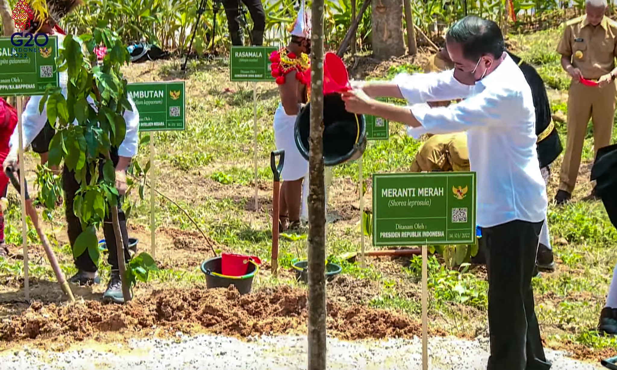 Presiden Tanam Pohon Di IKN