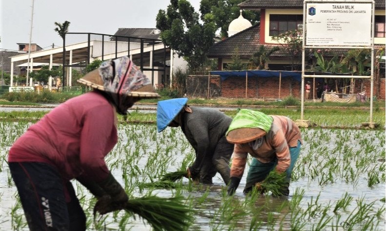 Beras Hasil Pertanian Di Jakbar Masuk Toko Modern