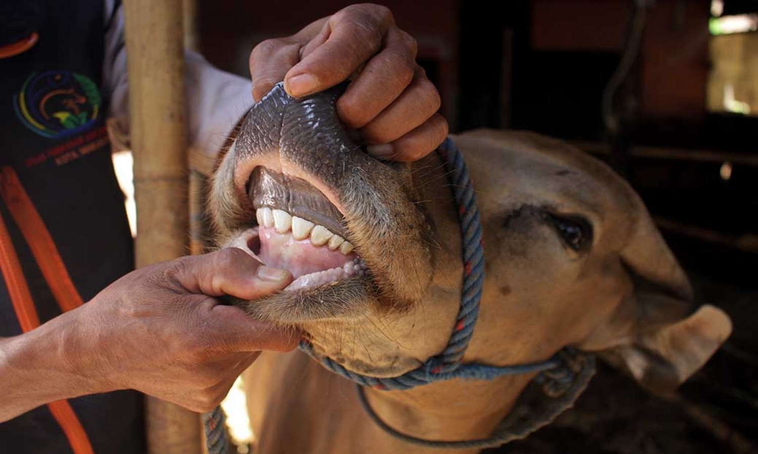 Hampir 6.000 Sapi Di Tanah Air Terjangkit Penyakit Mulut Dan Kuku