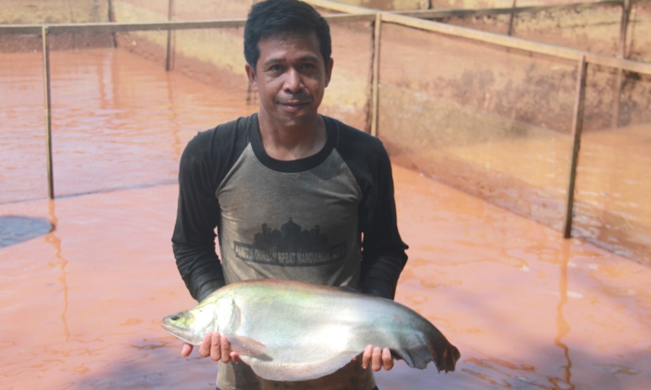 KKP Sukses Budidaya Ikan Belida, dari Karnivora Jadi Doyan Pakan