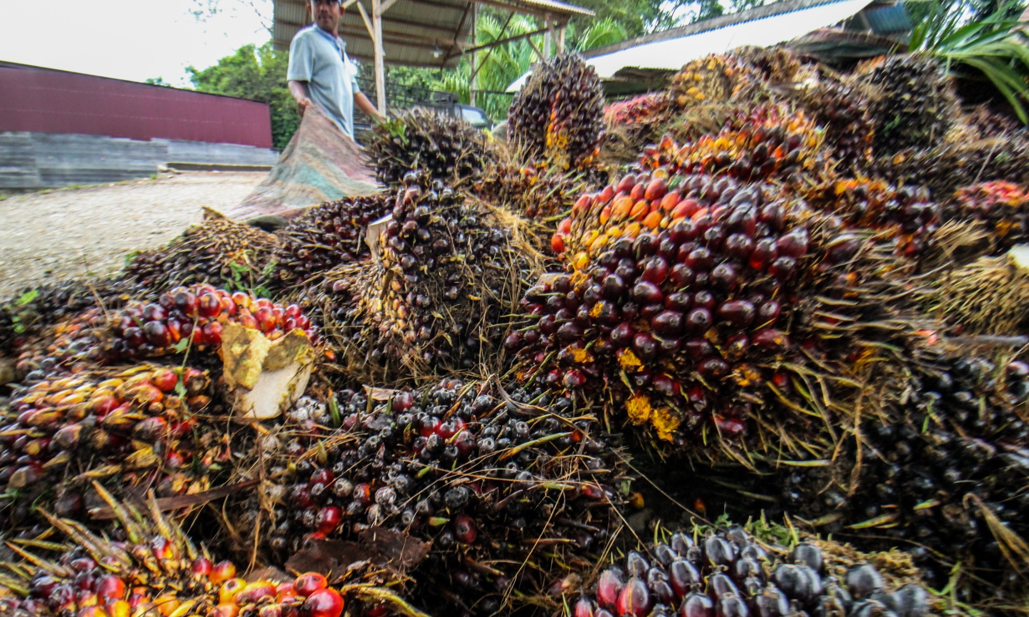 Aktivitas Industri Pengolahan Sawit Dongkrak Ekonomi Daerah