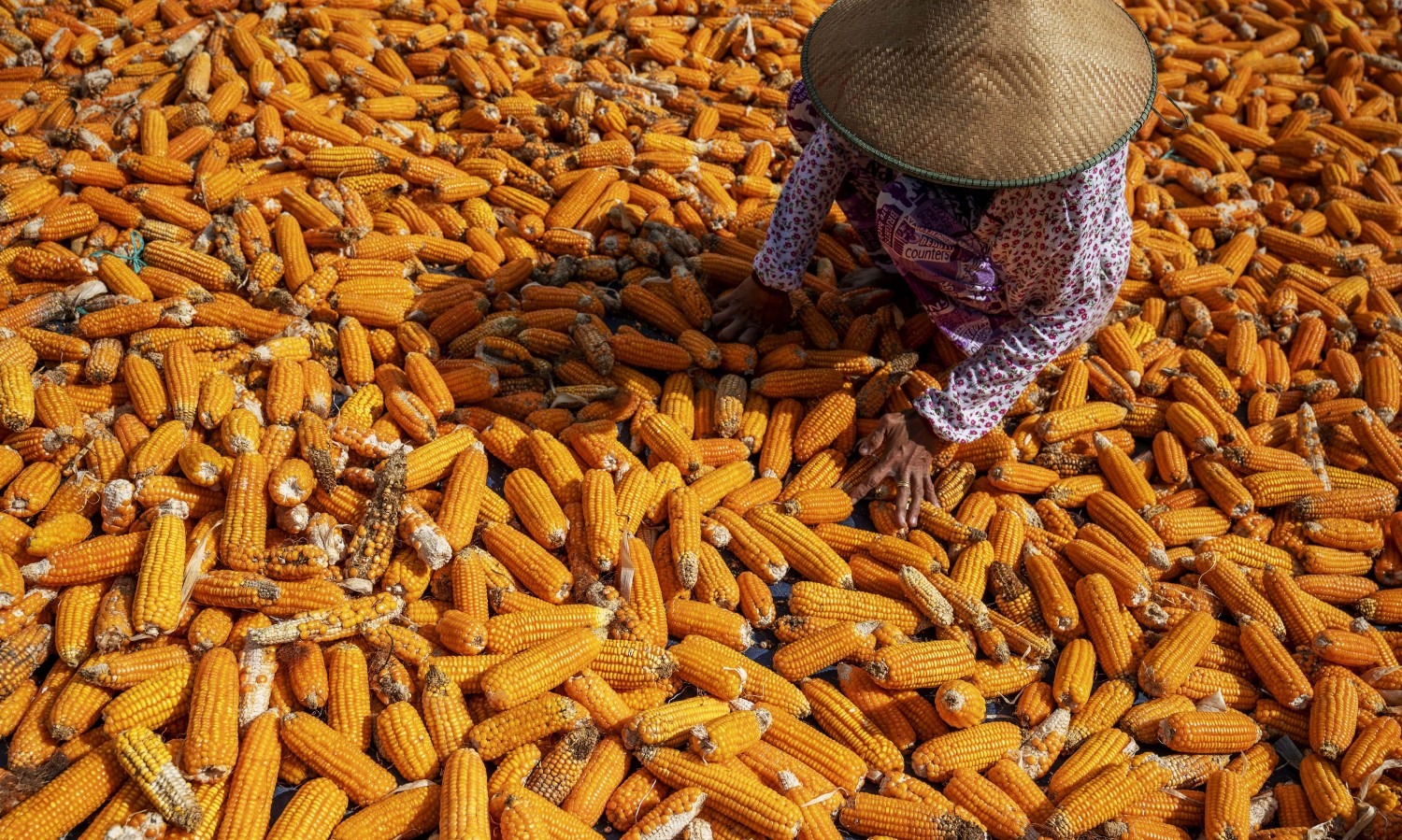 Kementan Siap Tanam Jagung di Papua, NTT dan Maluku