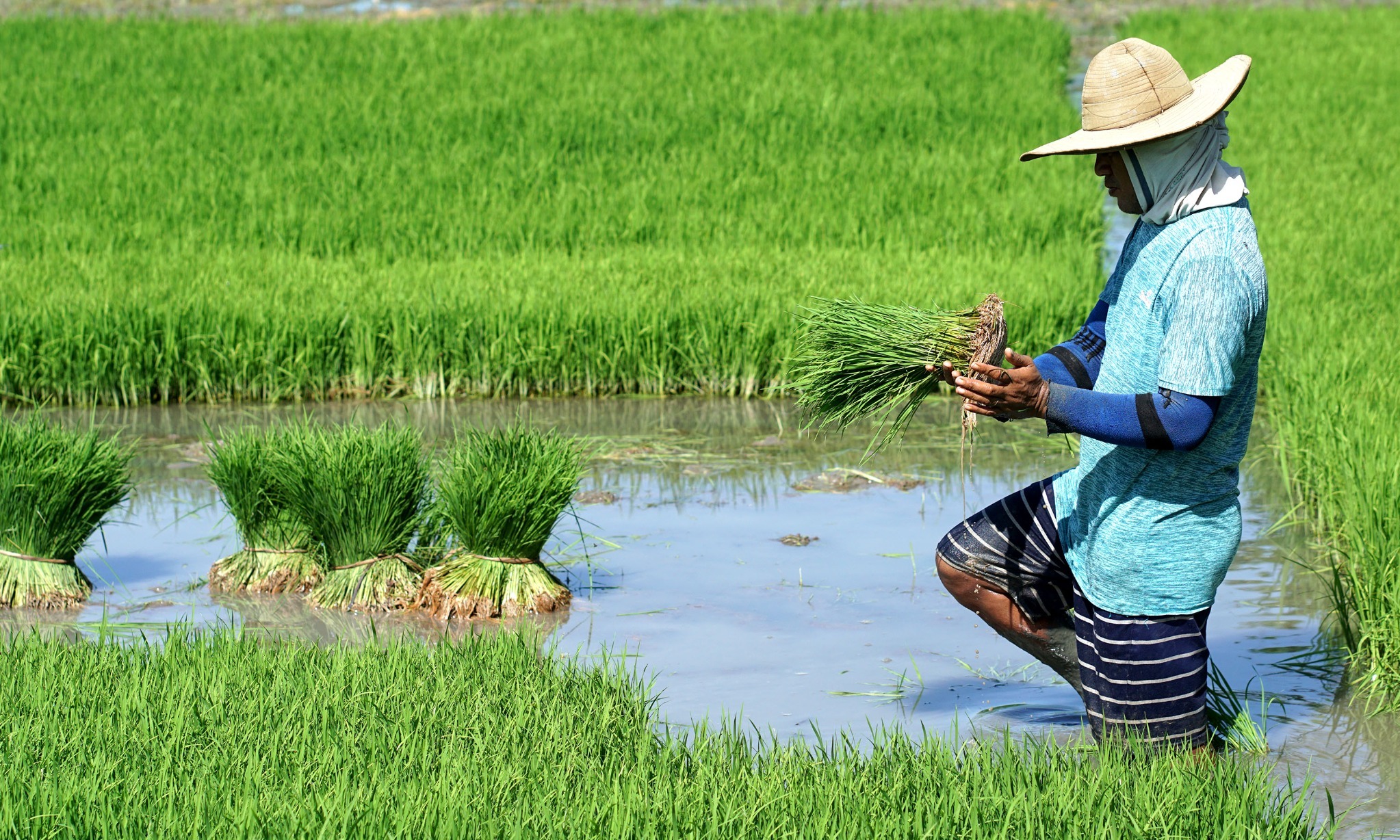 Benih Super Genjah Tingkatkan Indeks Pertanaman dan Produksi Padi