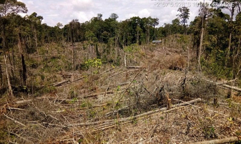 Gakkum KLHK tangkap Perambah Suaka Margasatwa Giam Siak Kecil