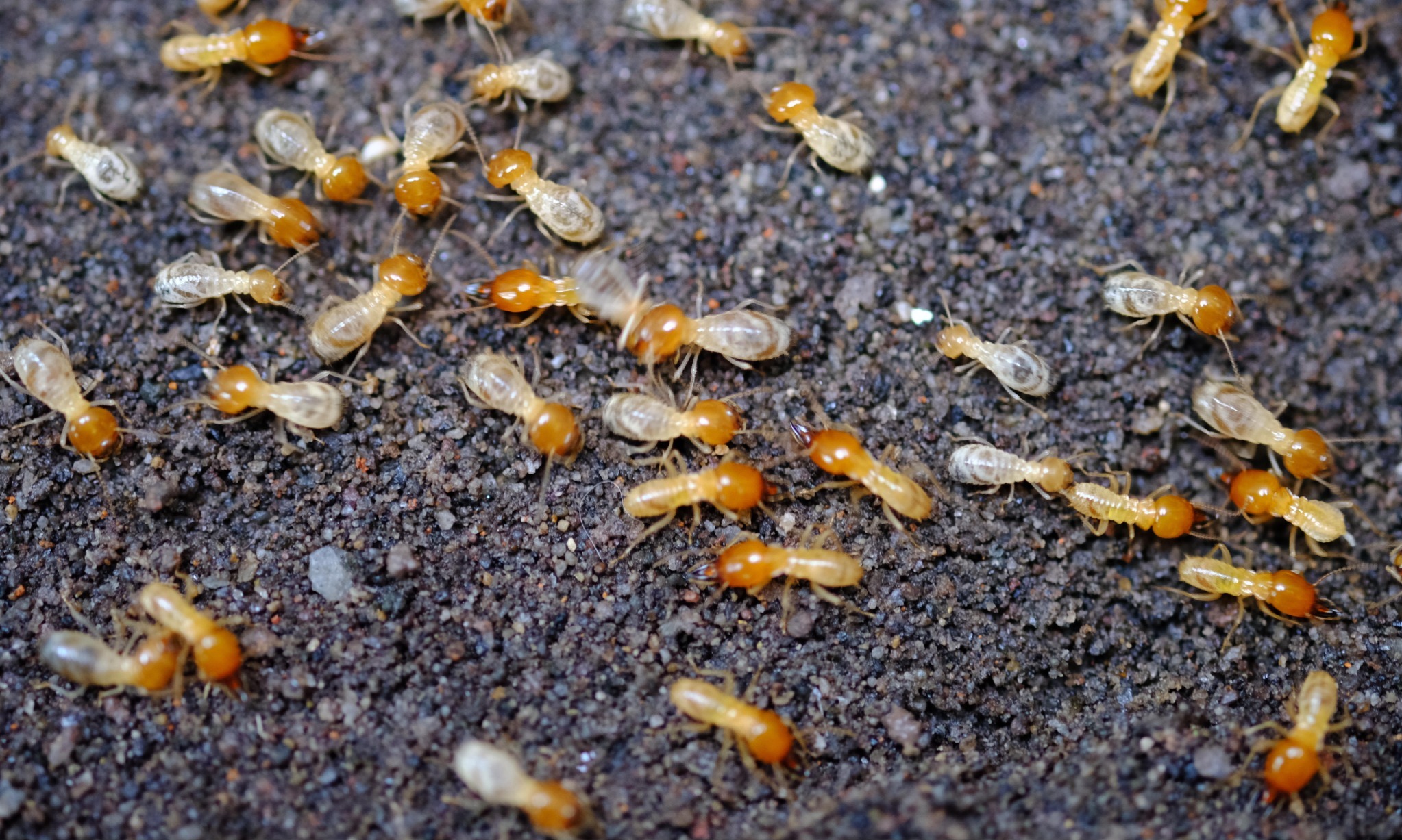 Rayap, Serangga Kecil Perusak Rumah
