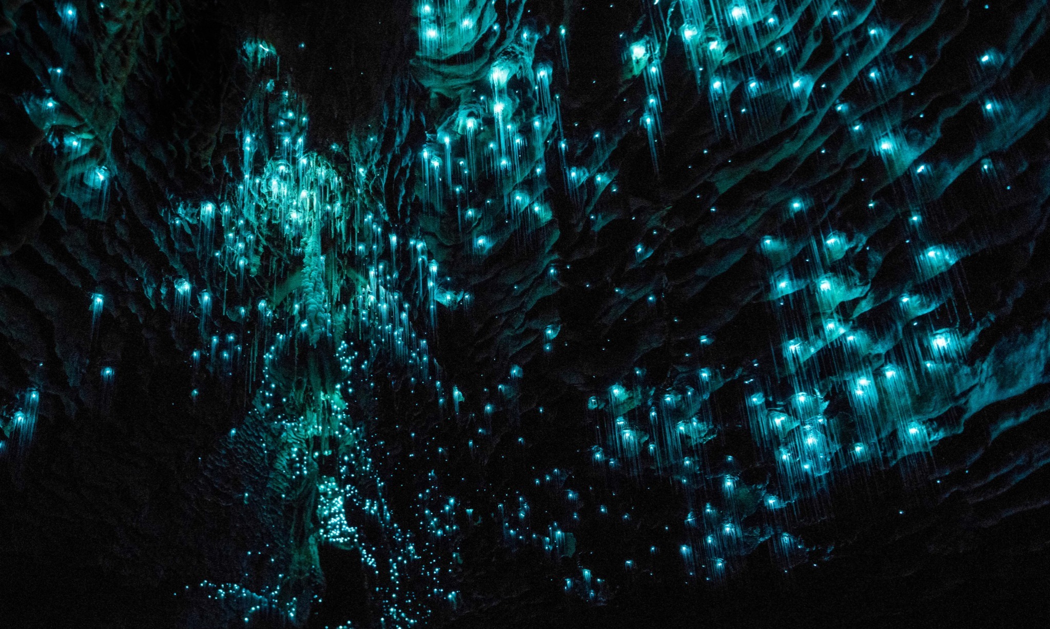 Telusur Keindahan Cahaya Biru Cacing Di Glowworm Caves