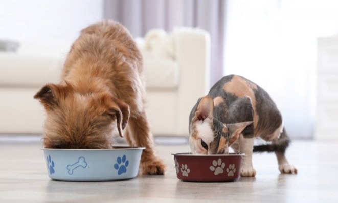 Anjing dan Kucing, Siapa Lebih Cerdas?