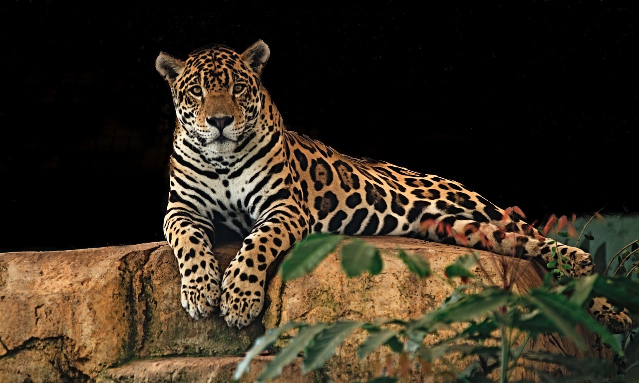 Mengenal Rahang-Rahang Terkuat Di Bumi