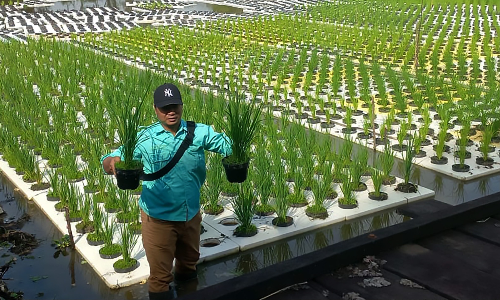 Kalsel Kembangkan Padi Apung Ke Wilayah Rawa