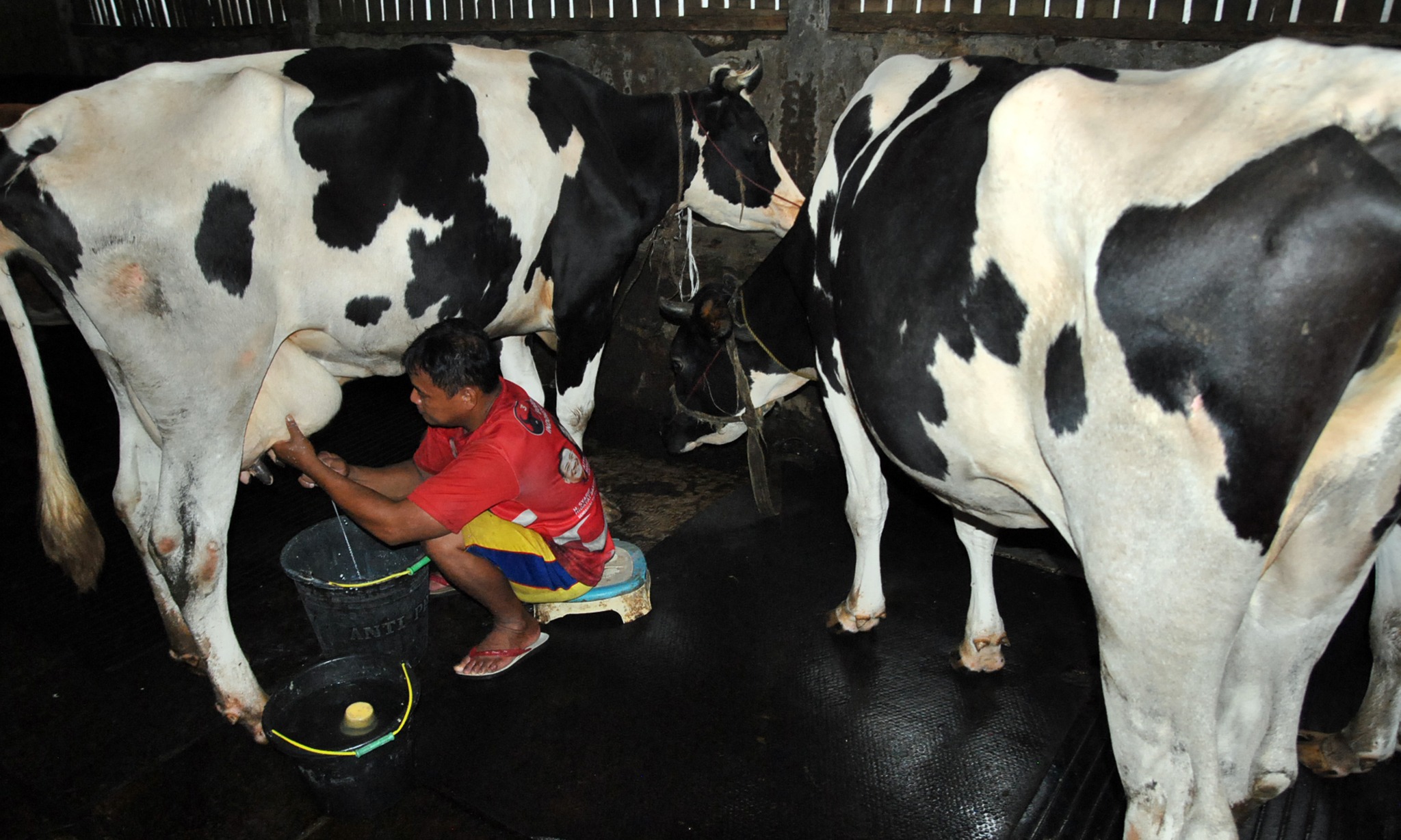 FAO: Daging, Telur, Dan Susu Tak Diperoleh Mudah