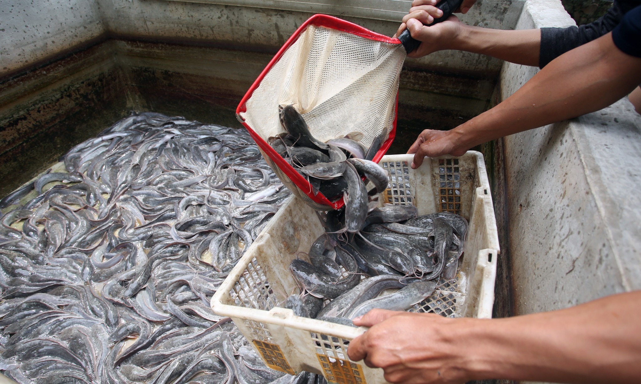Mengubah Bekas Galian Jadi Habitat Ikan