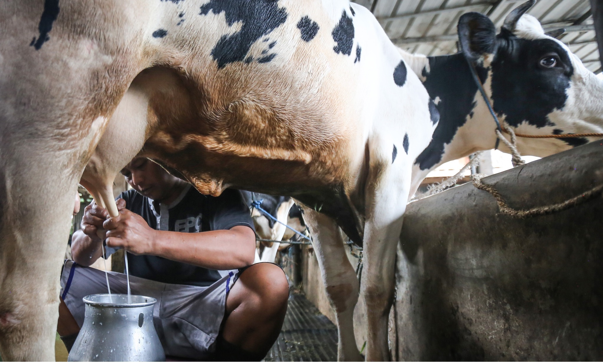Kemenperin: Industri Susu Dongkrak Produktivitas Peternak Sapi Perah