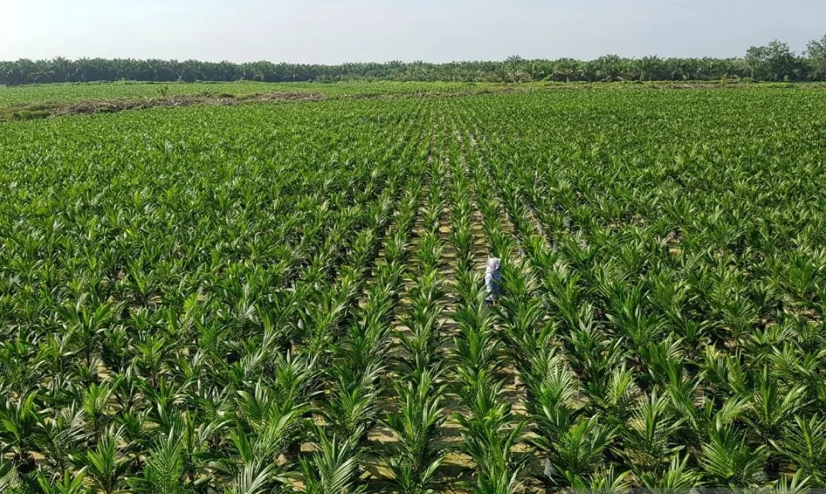Kementan Dorong Replanting Sawit 10.000 Ha di Kalsel