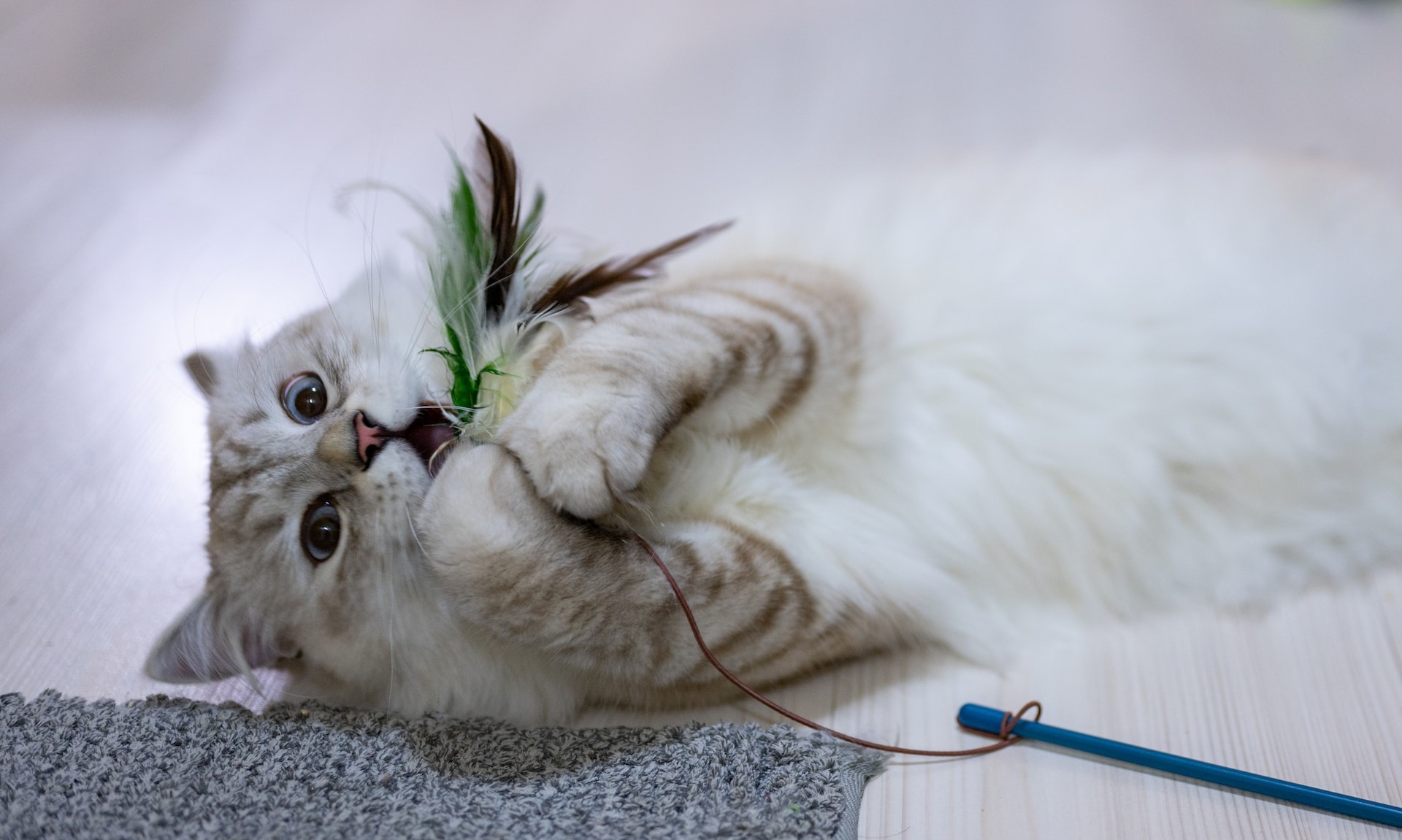 Mengenal Cat Zoomies, Saat Perilaku Kucing Aktif Berlebihan