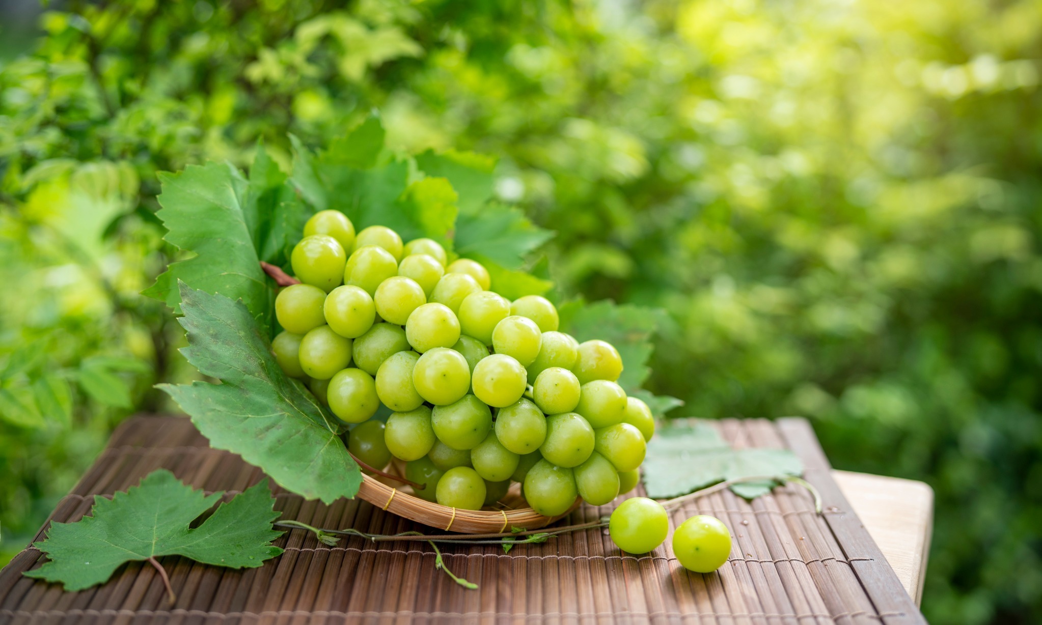 Mengenal Anggur Muscat Yang Kini Banyak Diburu