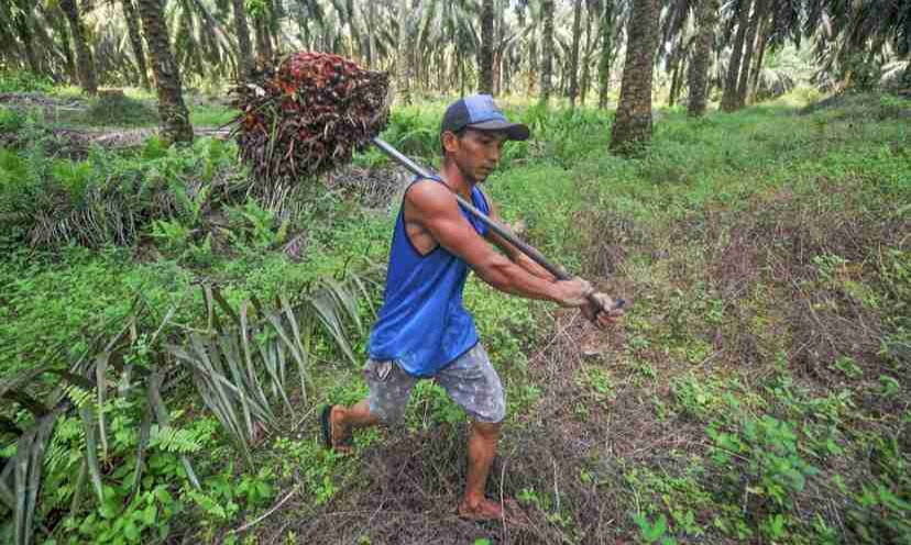 Kemendag Naikkan Harga Referensi CPO dan Biji Kakao