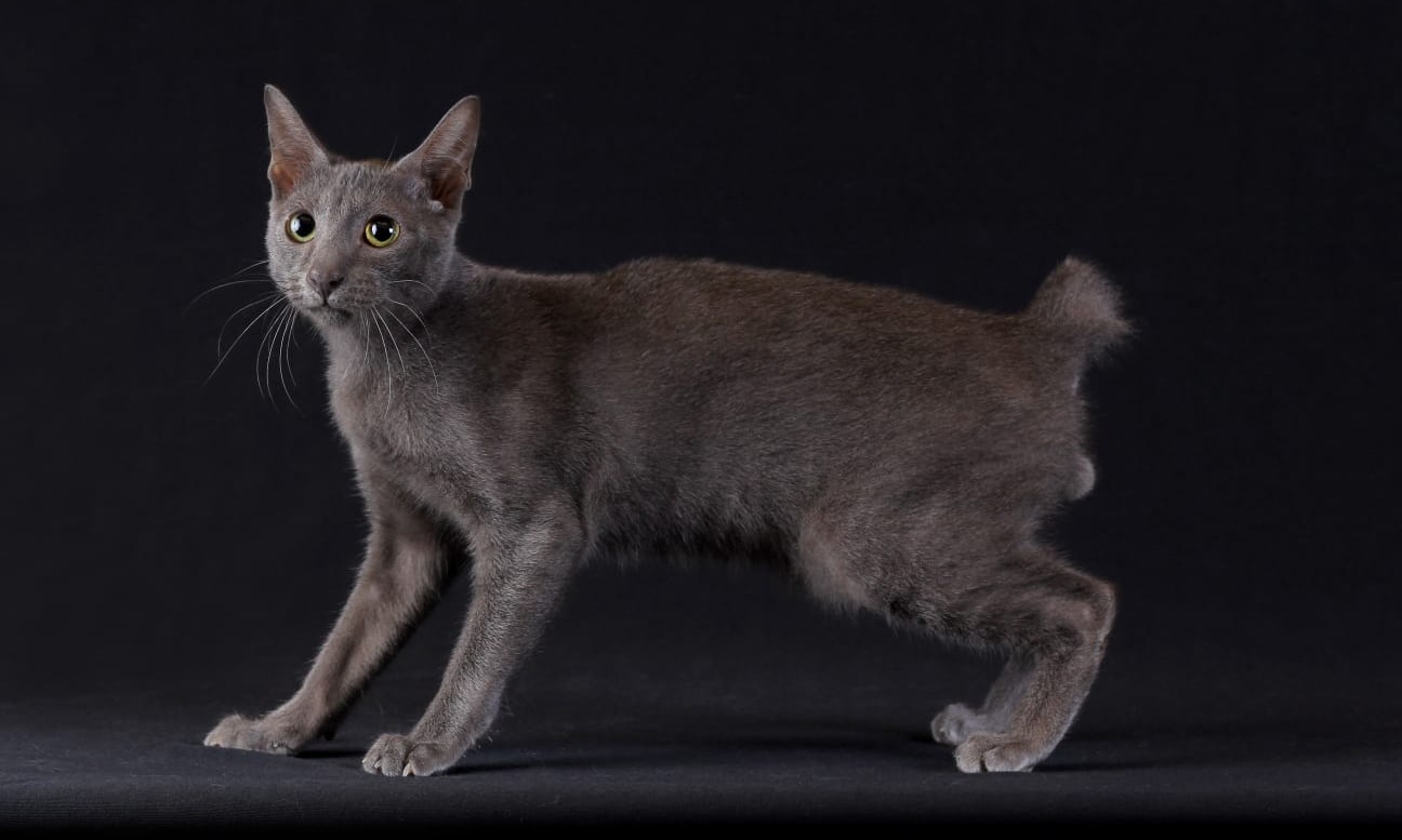 Kucing Busok, Ras Asli Indonesia Yang Diakui Dunia