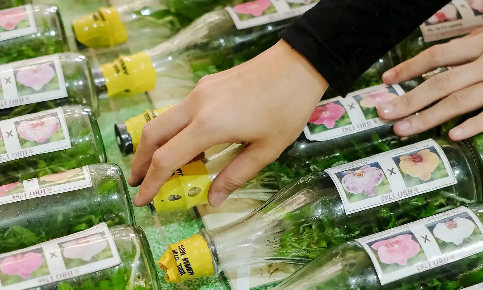 HBO, Kondang Dari Bisnis Bibit Anggrek Dalam Botol Kaca