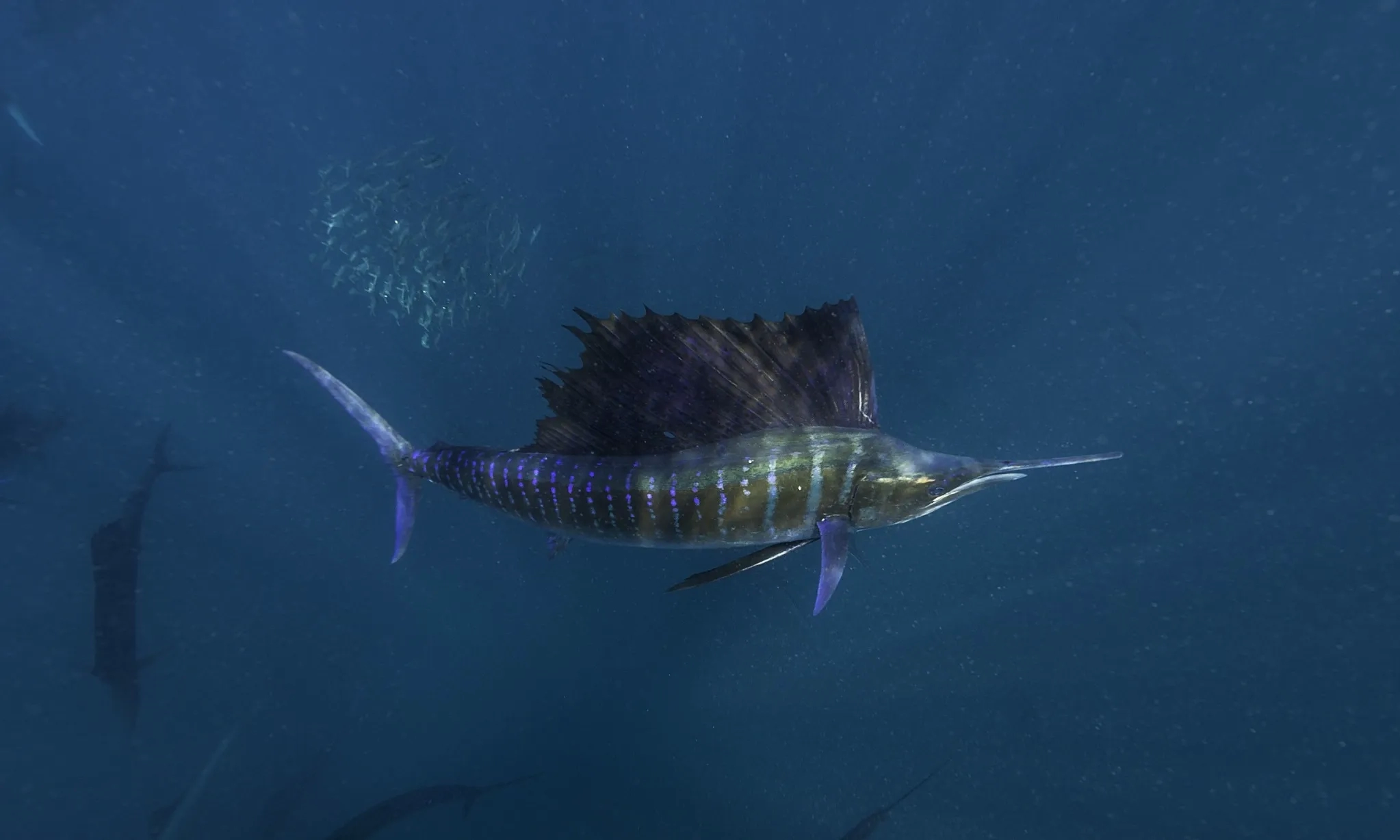Mengenal Ikan Tercepat Di Dunia