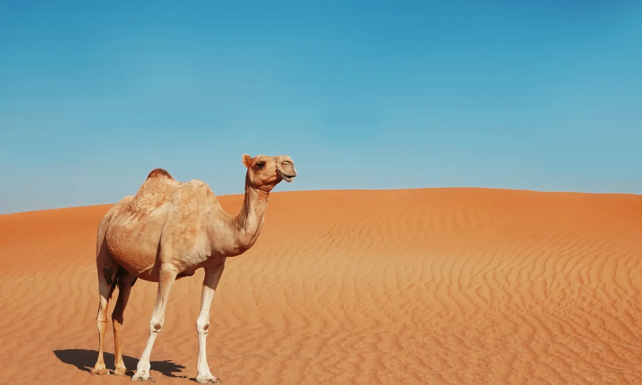 Cerita Populasi Unta Di Negeri Kanguru