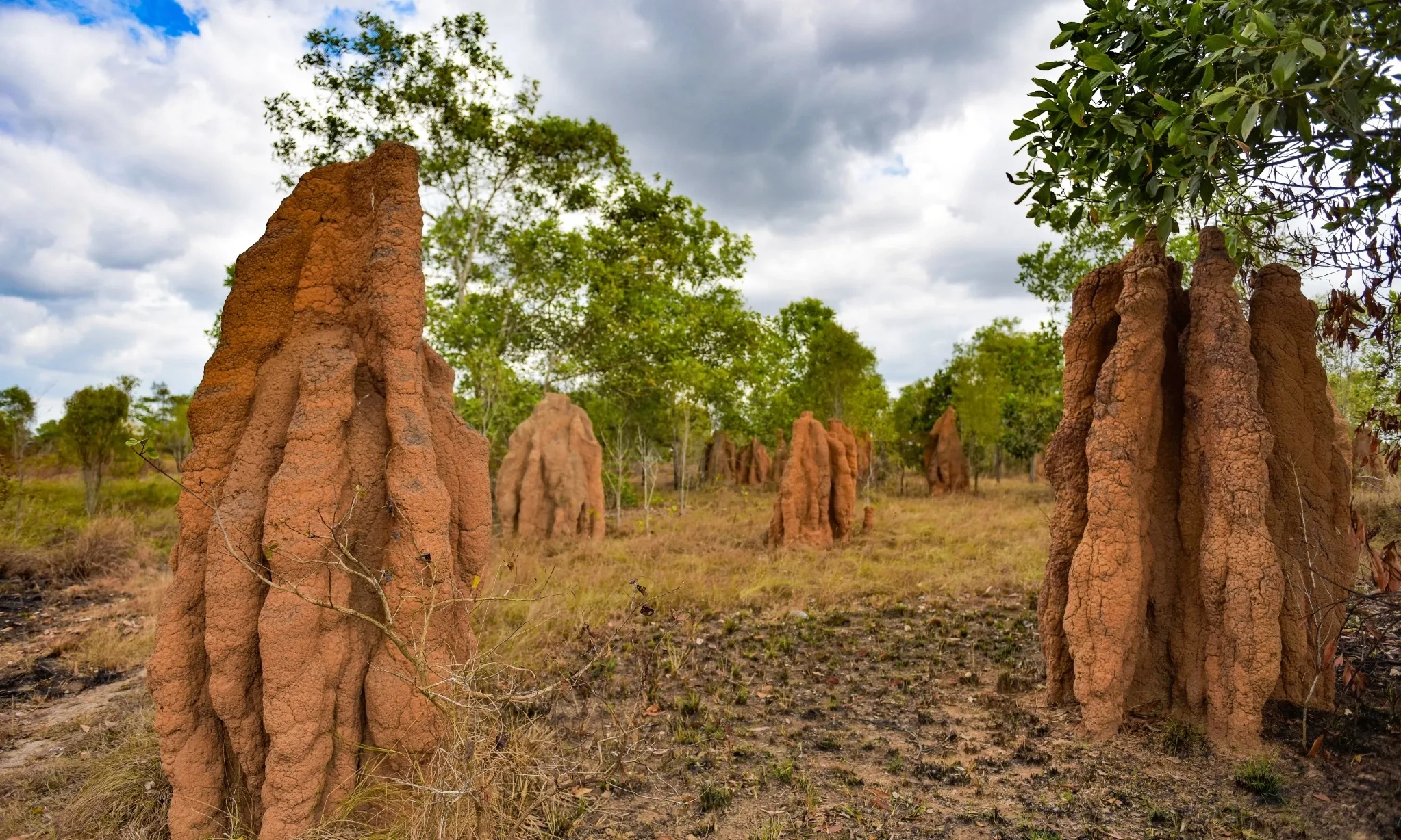 Musamus, Karya Alam Dan Simbol Kehidupan Masyarakat Merauke