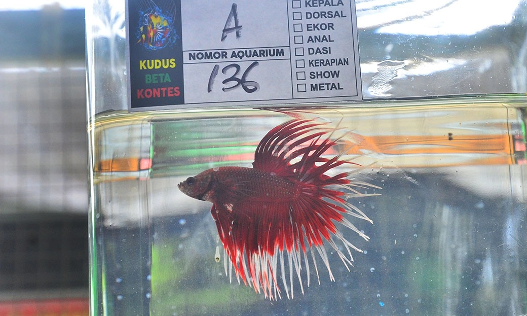 Teten Dorong UMKM Ikan Hias Bentuk Koperasi Demi Tembus Pasar Global