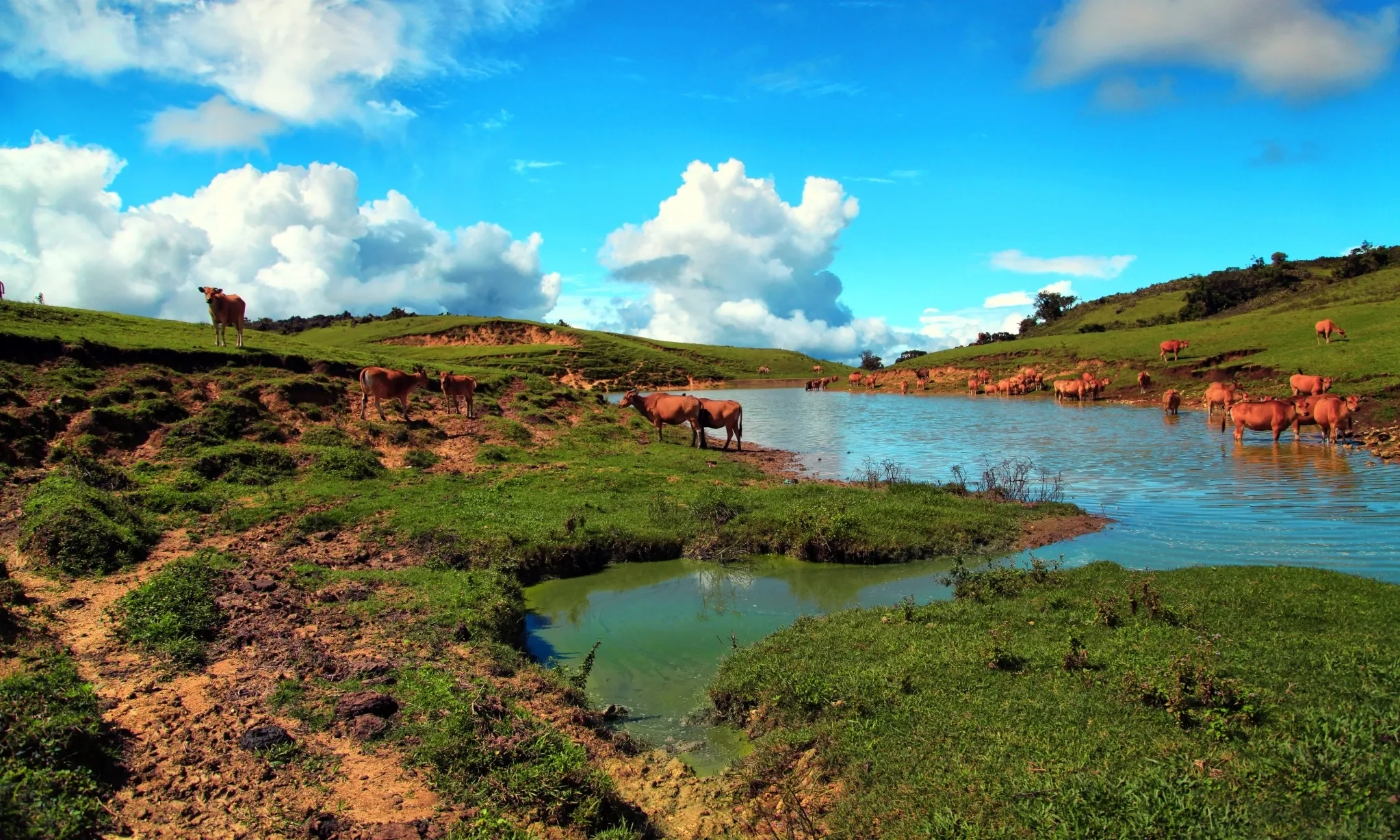 Fulan Fehan, Destinasi Padang Rumput Eksotis Di NTT