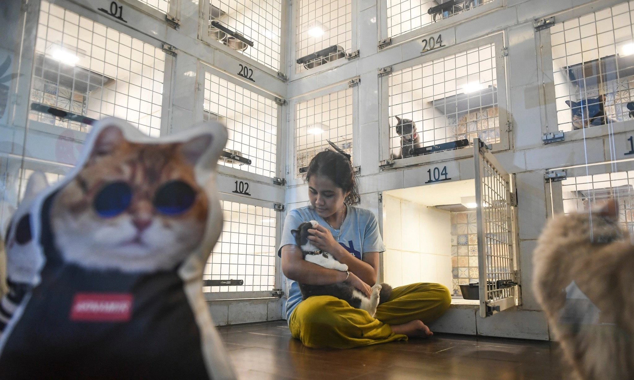 Begini Cara Kucing Memahami Bahasa Manusia