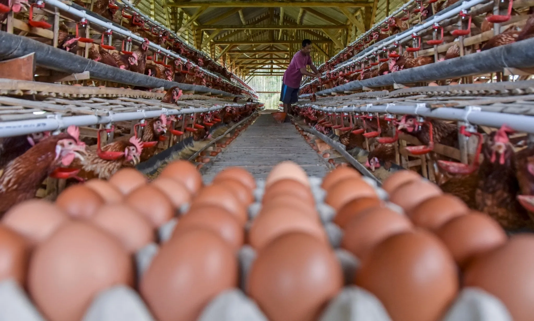 Pinsar Hepi Harga Telur Ayam Stabil, Jamin Pasokan Nataru Aman