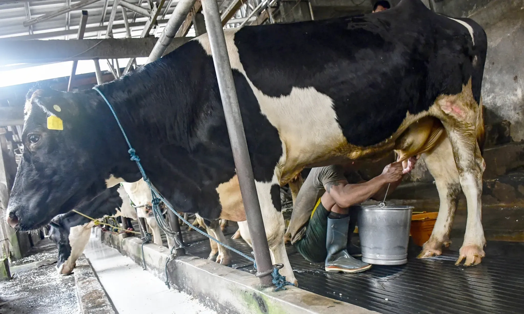 Awas, Minum Susu Mentah Bisa Tertular Flu Dari Sapi