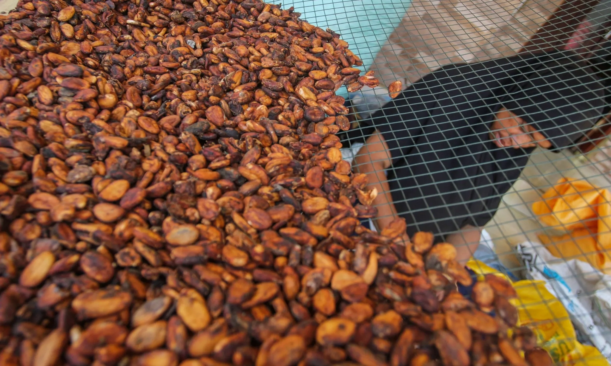 Harga Referensi Biji Kakao Meningkat Di Periode Februari 2025