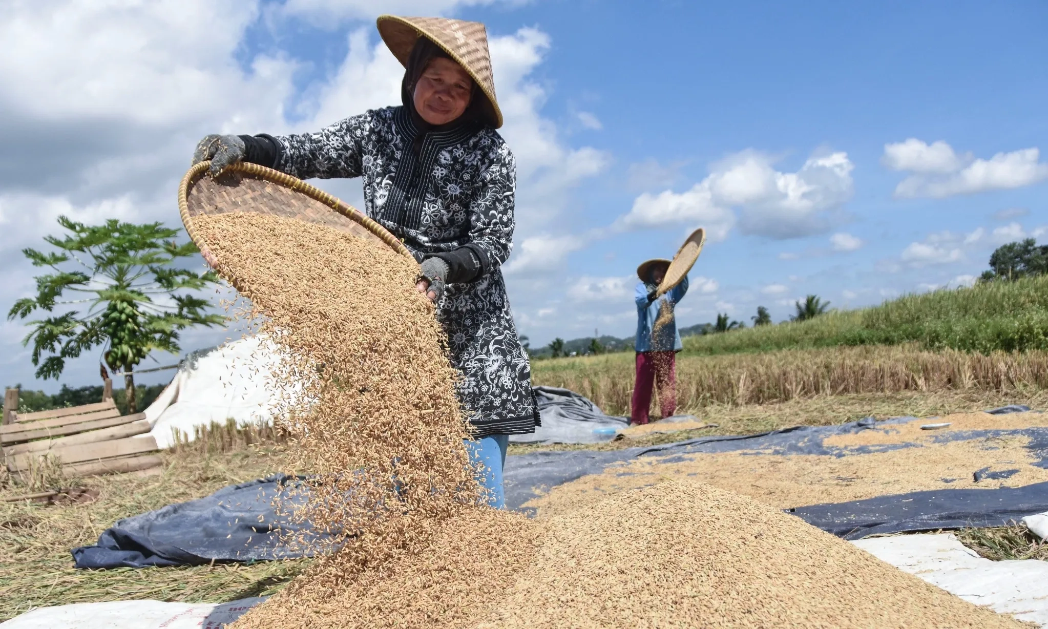 Prabowo Bakal Tindak Pihak Yang Enggan Beli Gabah Rp6.500 per kg