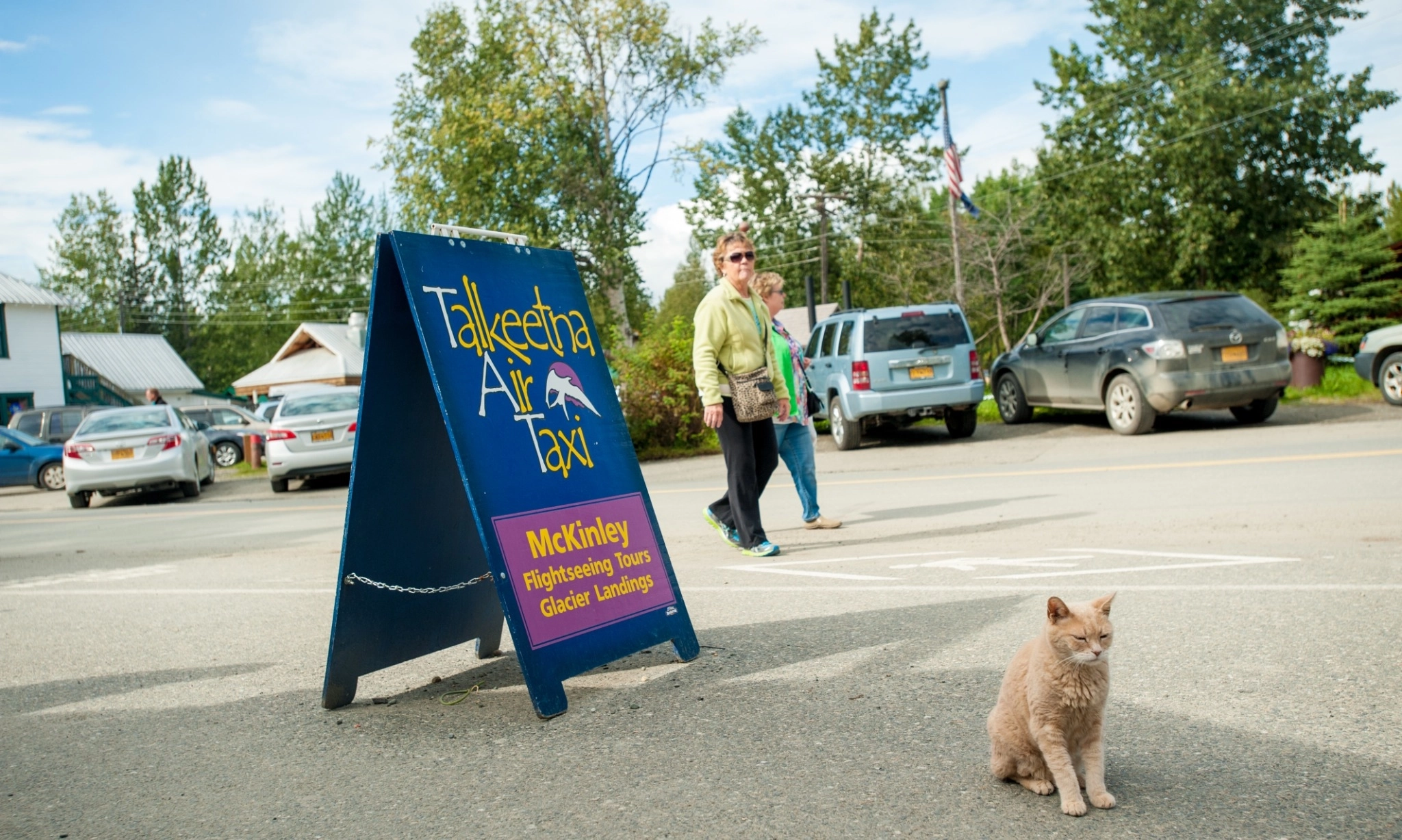 Kisah Seekor Kucing Menjadi Wali Kota Talkeetna, Alaska