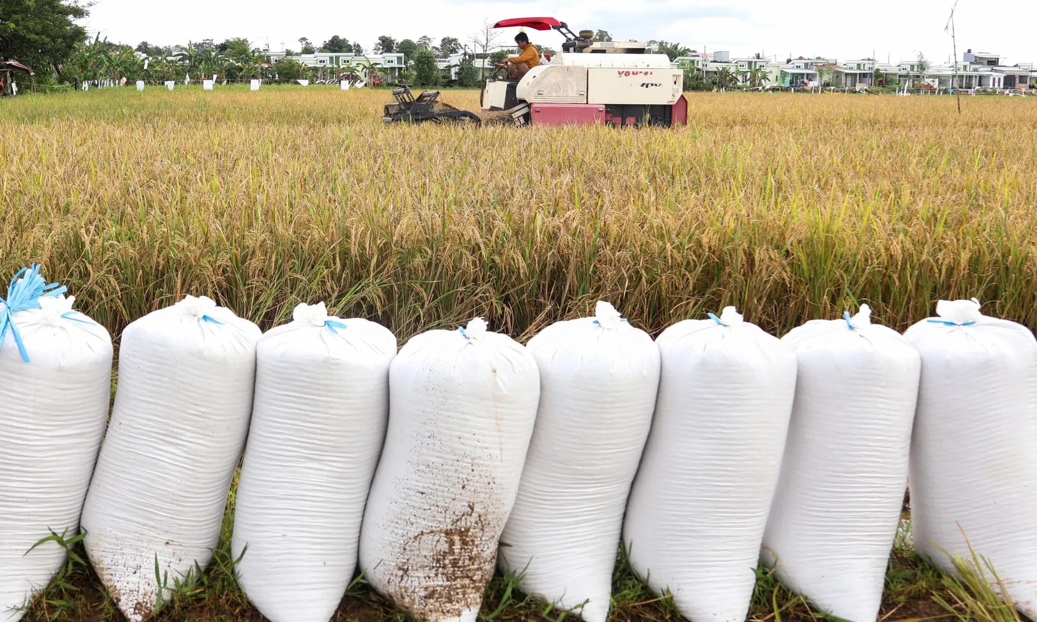 Bulog Ditargetkan Serap 800 Ribu Ton Setara Beras Hingga Akhir Maret 2025