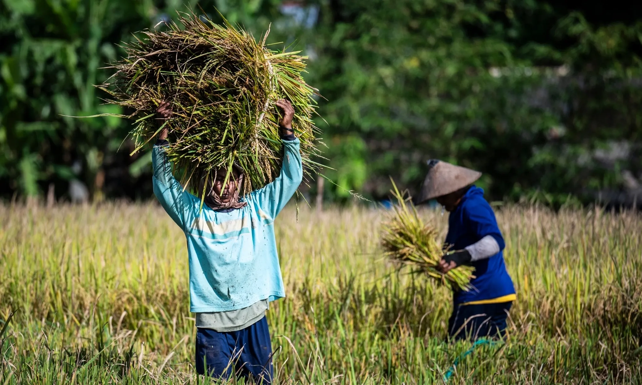 Menkop: Sebagian Besar Keuntungan Pertanian Dinikmati Pengepul