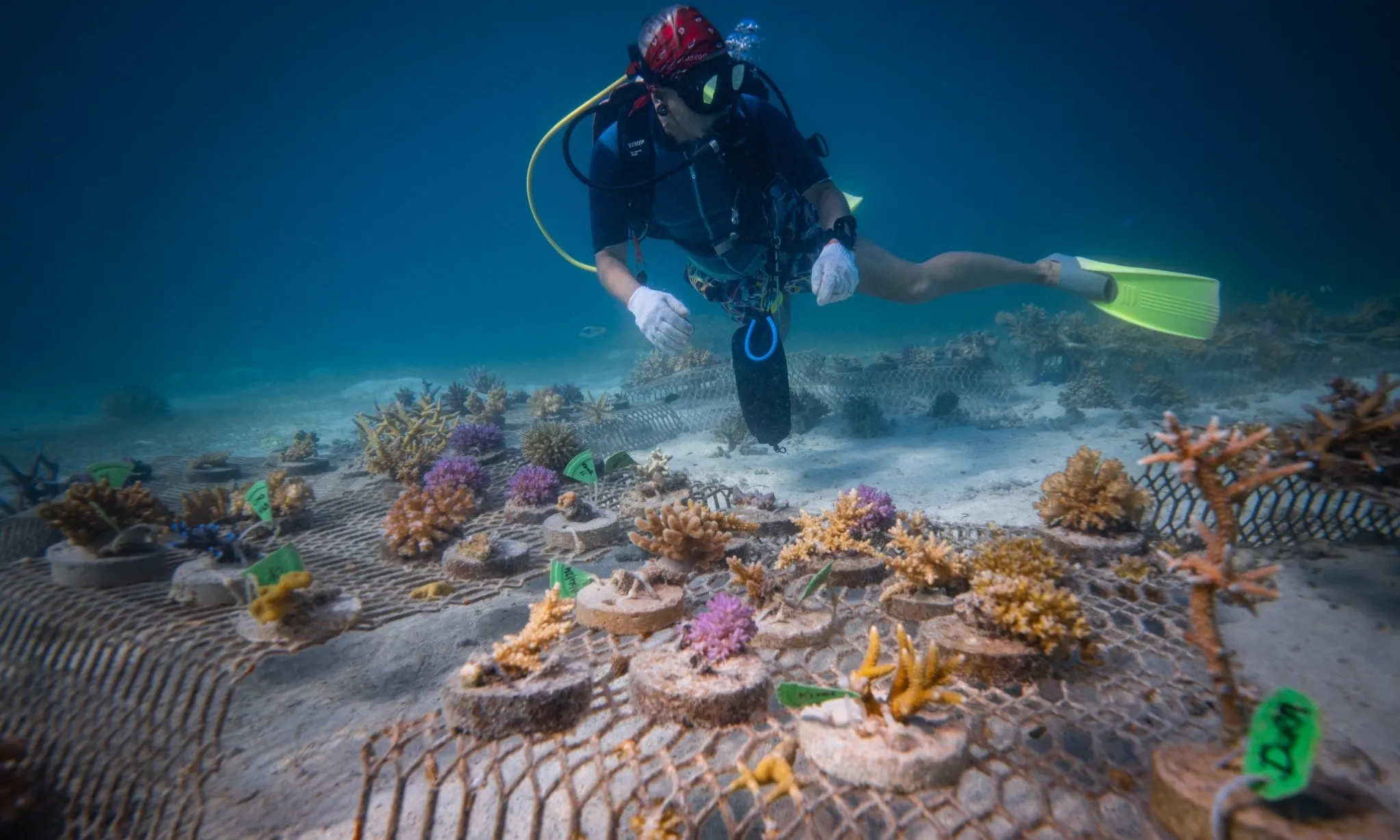 Pakar Ungkap Fenomena Laut Semakin Gelap