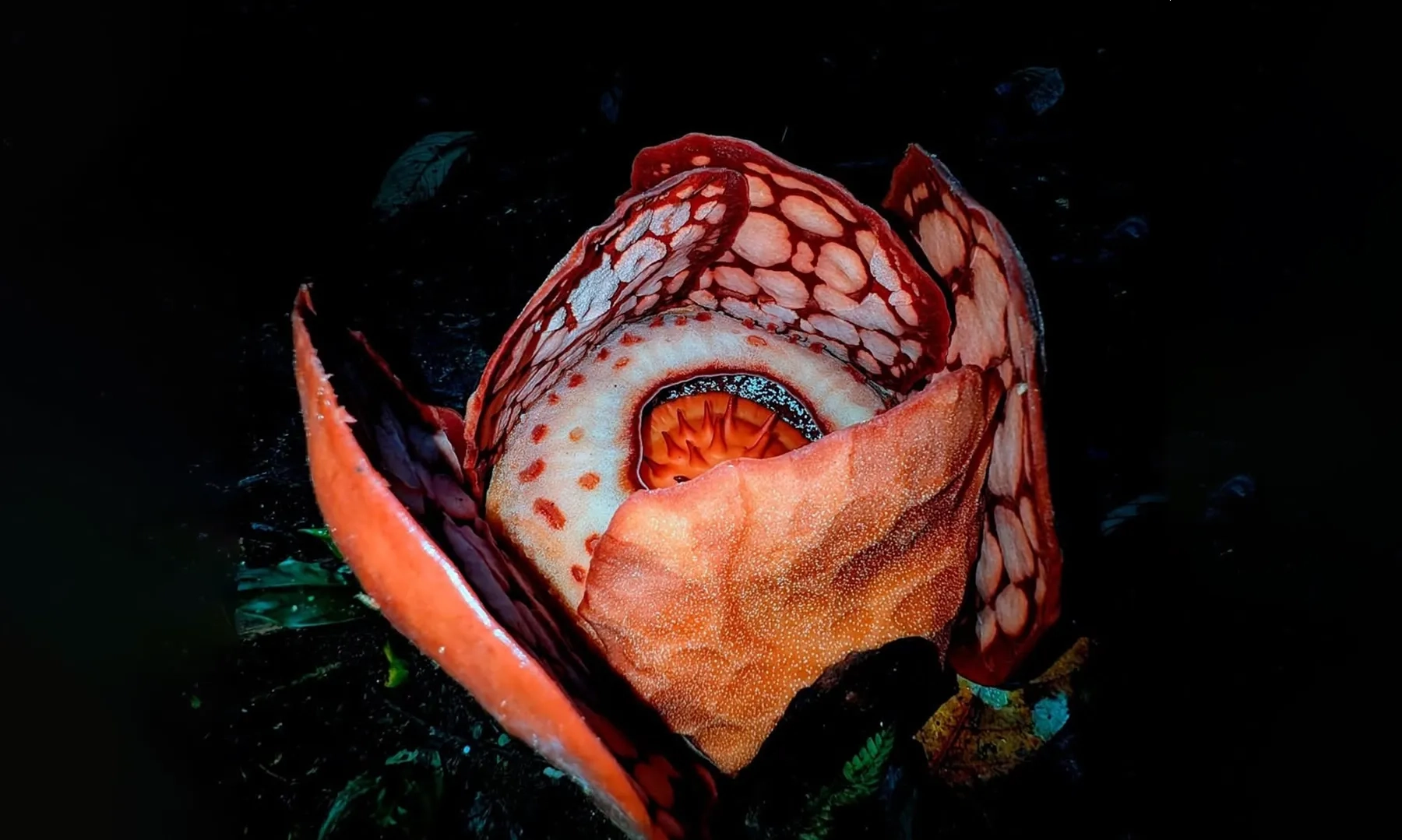 Fakta-fakta Penemuan "Ajaib" Bunga Rafflesia Hasseltii Di Hutan Sumatera