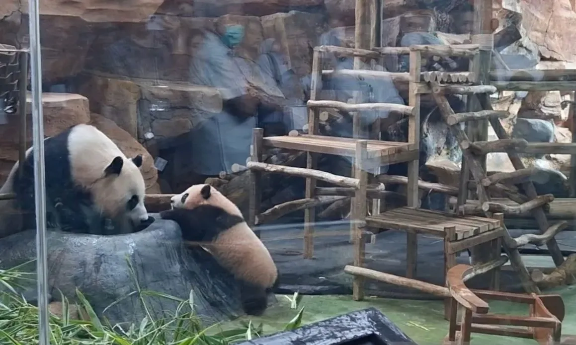 Baby Panda Rio Mulai Diperkenalkan Ke Pengunjung Taman Safari
