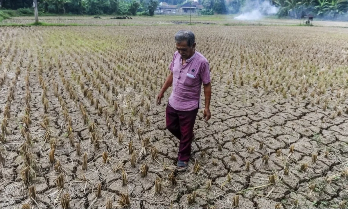 BRIN Prediksi El Nino 2026 Tidak Ekstrem