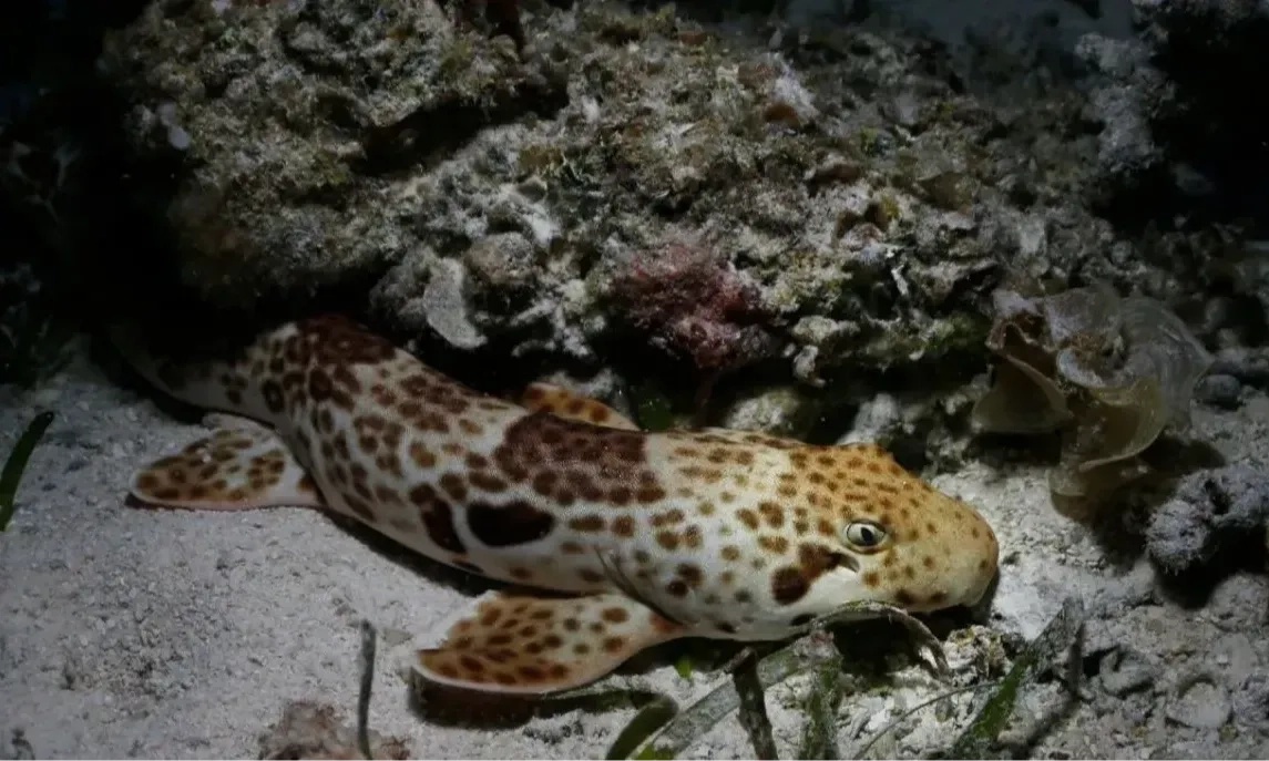 Penelitian Mengungkap Raja Ampat Sebagai Habitat Hiu Berjalan Terpadat