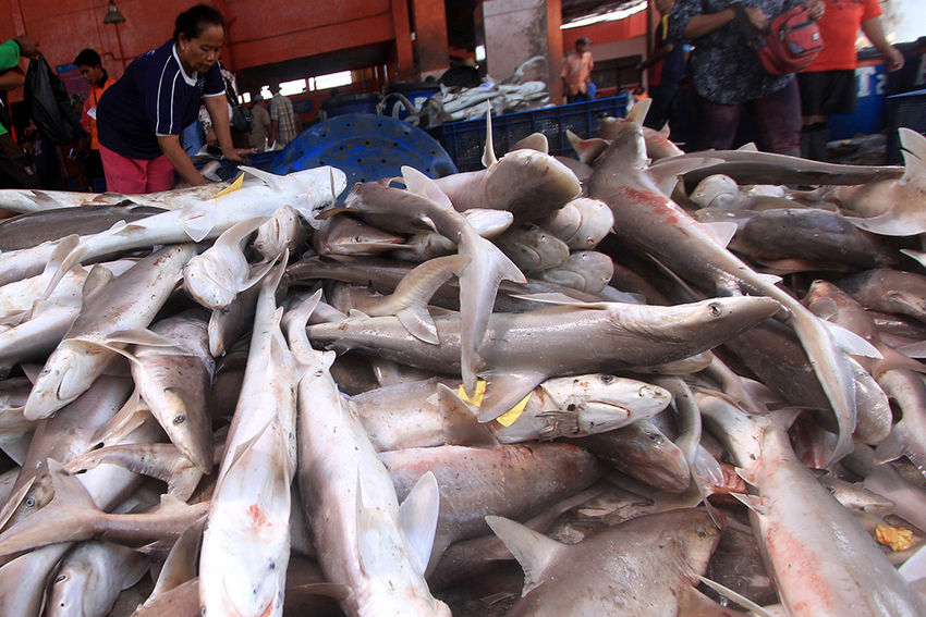 Beberapa Jenis Hiu dan Pari Manta Dilarang Ditangkap