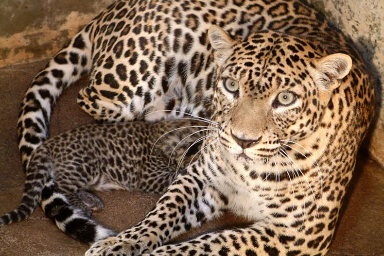 Macan Tutul Jawa Terekam di Taman Nasional Bromo