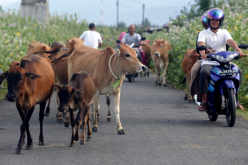 Kementan Kejar Target Kelahiran 3,5 Juta Ekor Sapi
