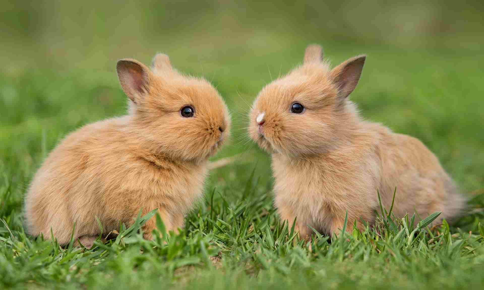 Tanpa Pita Suara, Kelinci Pendiam Bisa Menjerit